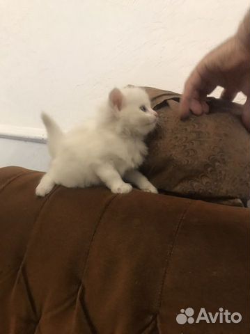 Белый котенок
