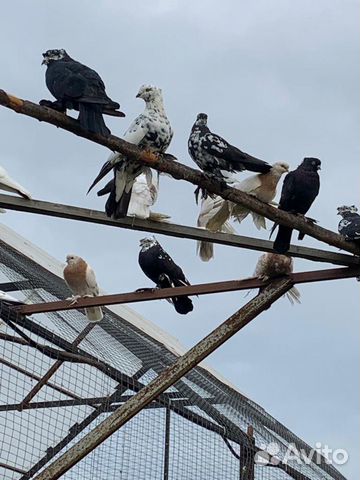 Голуби Андижанцы Узбеки Агараны