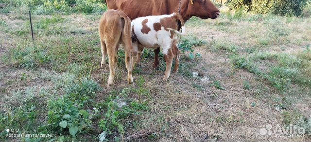 Продам 2 Телки