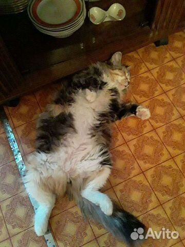 Очень хорошая очень умная кошка