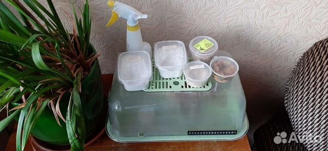 Улитки ахатины