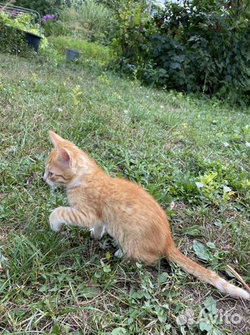 Котята 3 месяца в добрые руки