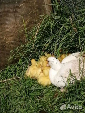 Мускусные утята