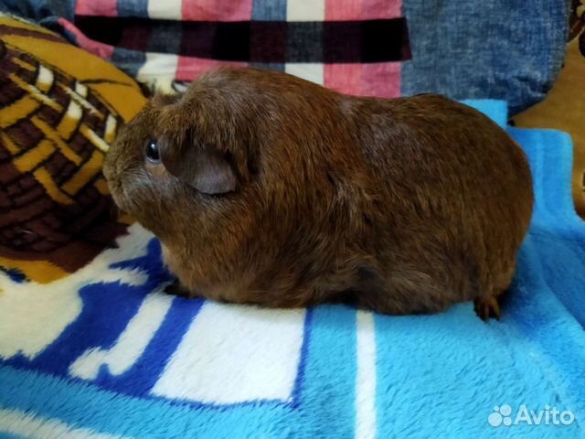 Морская свинка цветной английский крестьян самка