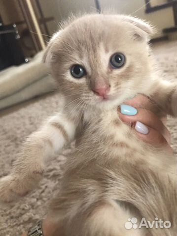 Котенок бежевый