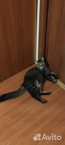 Кот пушистик Мотя