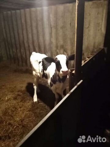 Корова, тёлочка