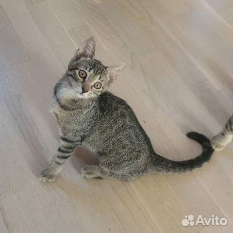 Котенок