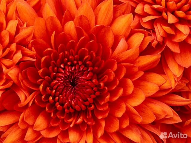 Продаются 3 барана и козавалух