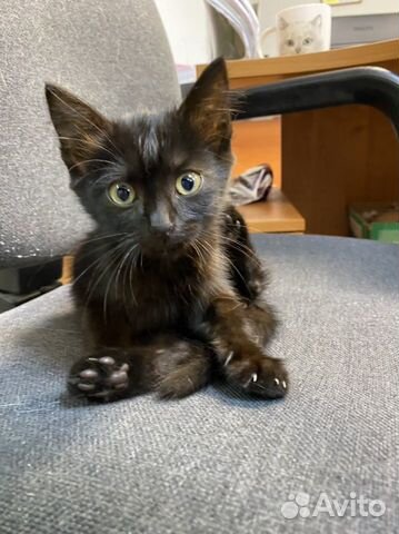 Кошка