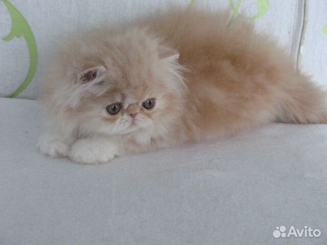 Котик красный мрамор с белым