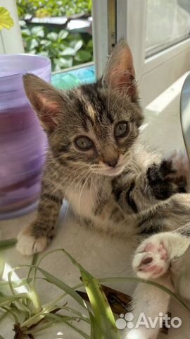 Полосатый котенок