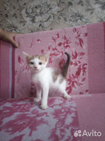 Котодетки