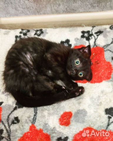 Котëнок в добрые руки