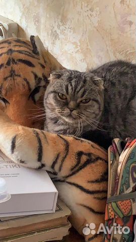 Шотландская вислоухая кошка