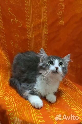 Коенок в добрые руки