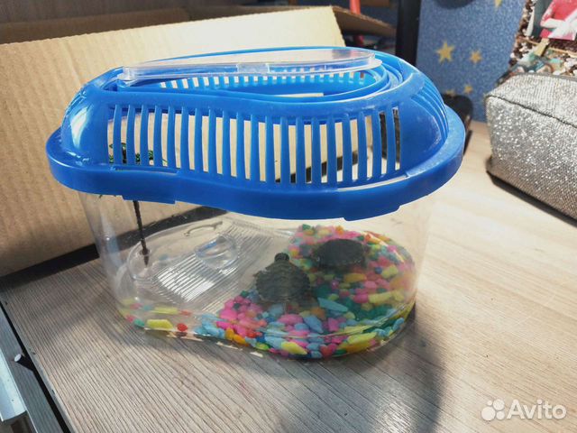 Черепашки карликовые