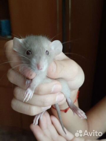 Крыса дамбо