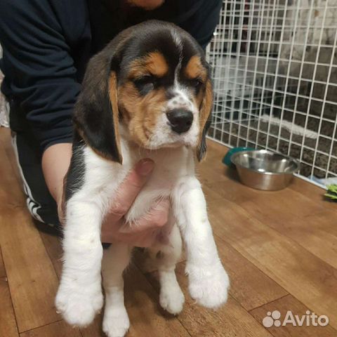 Щенки бигль