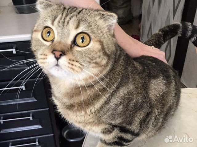 Британец вислоухий кот бесплатно