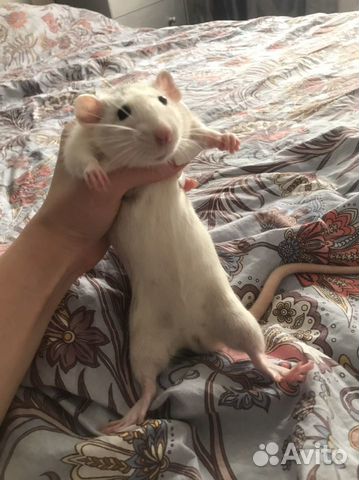 Крыса дамбо