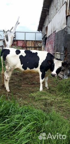 Телка галштинской породы