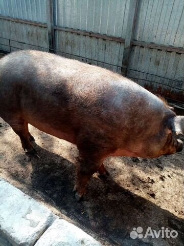 Кабан поздней кастрации