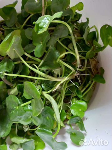 Гетерантера почковидная