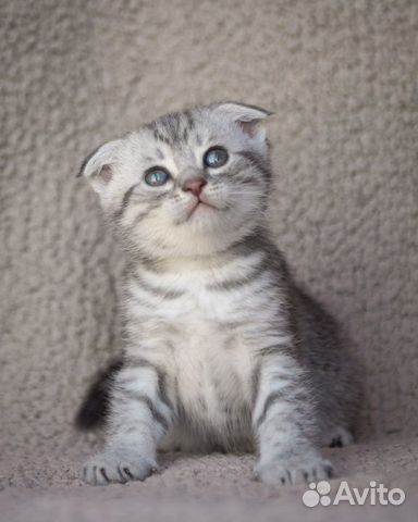 Котенок помесь шотландской вислоухой