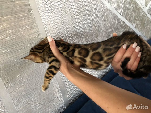 Бенгальская