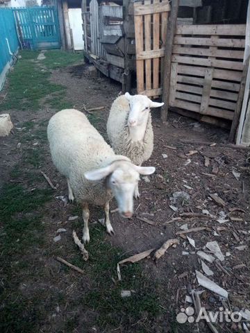 Баранчик и ярочка 9месяцев