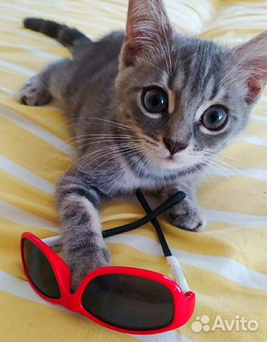 Отдам Масю в добрые руки