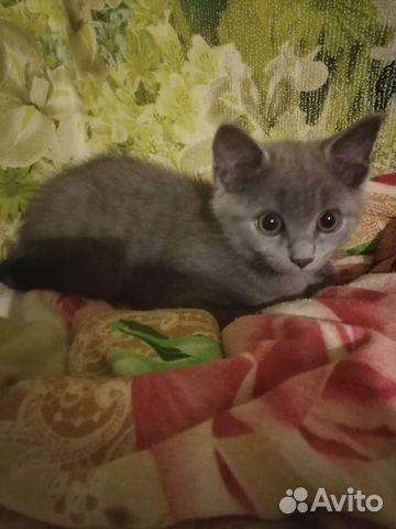 Британские котята