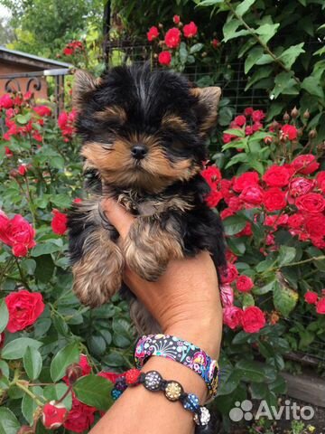 Йоркширский терьер мини мальчик красавчик