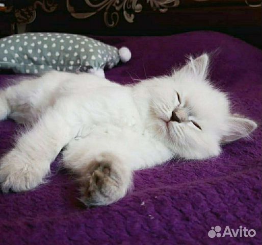 Породистые Невские Маскарадные котята