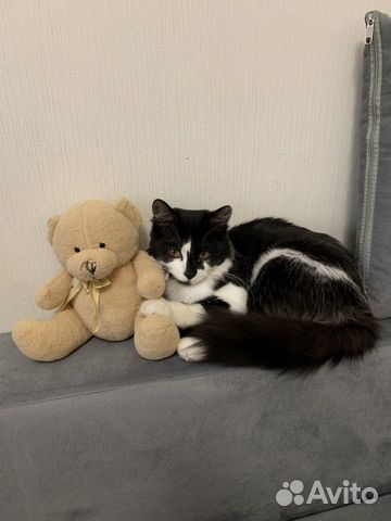 Кот по имени Бублик