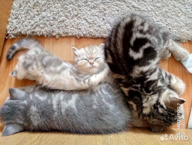 Симпатяшки от Няшки