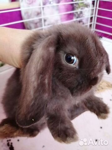 Кролик декоративный