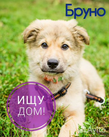 Бруно Ваша будущая любовь всей жизни