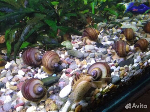 Коричневые ампулярии