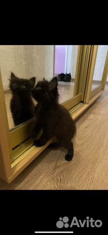 Кот красавчик для деток