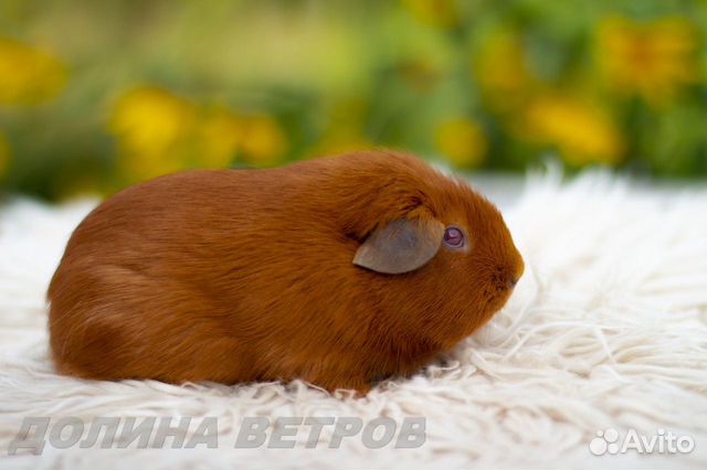 Морские свинки золотые селфы, самочки