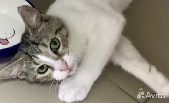 Мальчуган Барсик 3 месяца