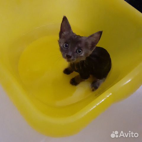 Котенок для вашей семьи