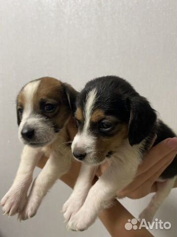 Отдам в добрые руки щенков Джекаби