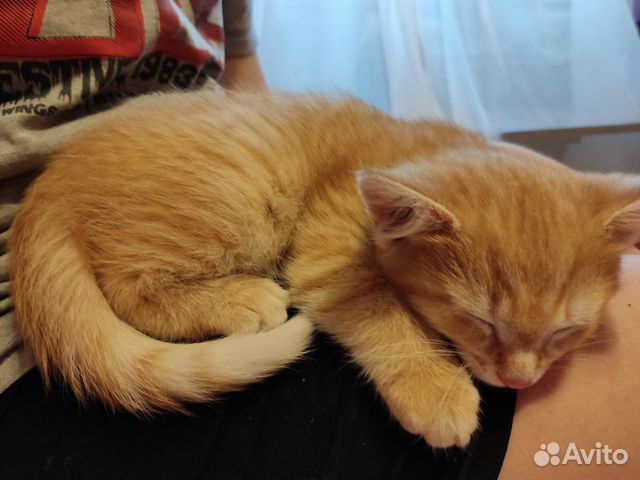 Отдам очаровательного котенка