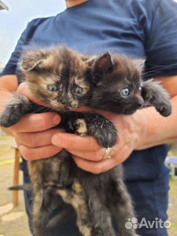 Кошка и котята в добрые руки