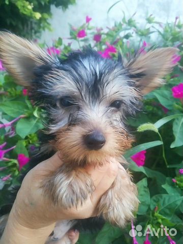 Йоркширский терьер