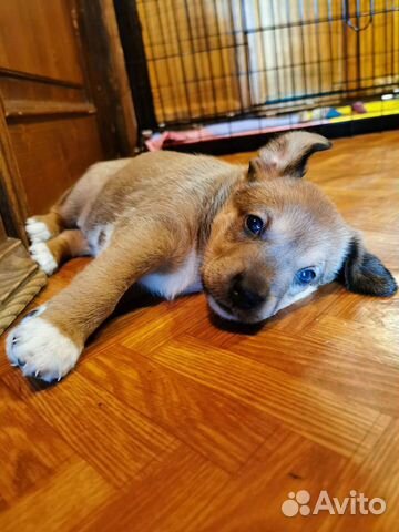 Собака в добрые руки щенок Бельгийской овчарки