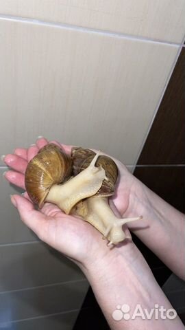 Улитки ахатины